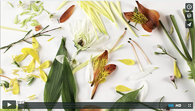 365 #28 - Flower Parts